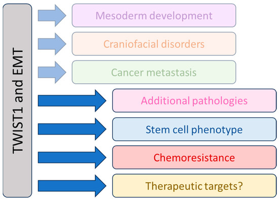IJMS | Free Full-Text | Shake It Up Baby Now: The Changing Focus on TWIST1 and Epithelial to ...