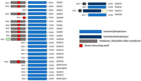 Dual-Specificity Phosphatases in Regulation of Tumor-Associated ...