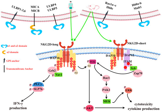The Role of NKG2D and Its Ligands in Autoimmune Diseases: New Targets ...