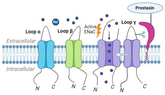 Proteolytic Activation of the Epithelial Sodium Channel (ENaC): Its ...
