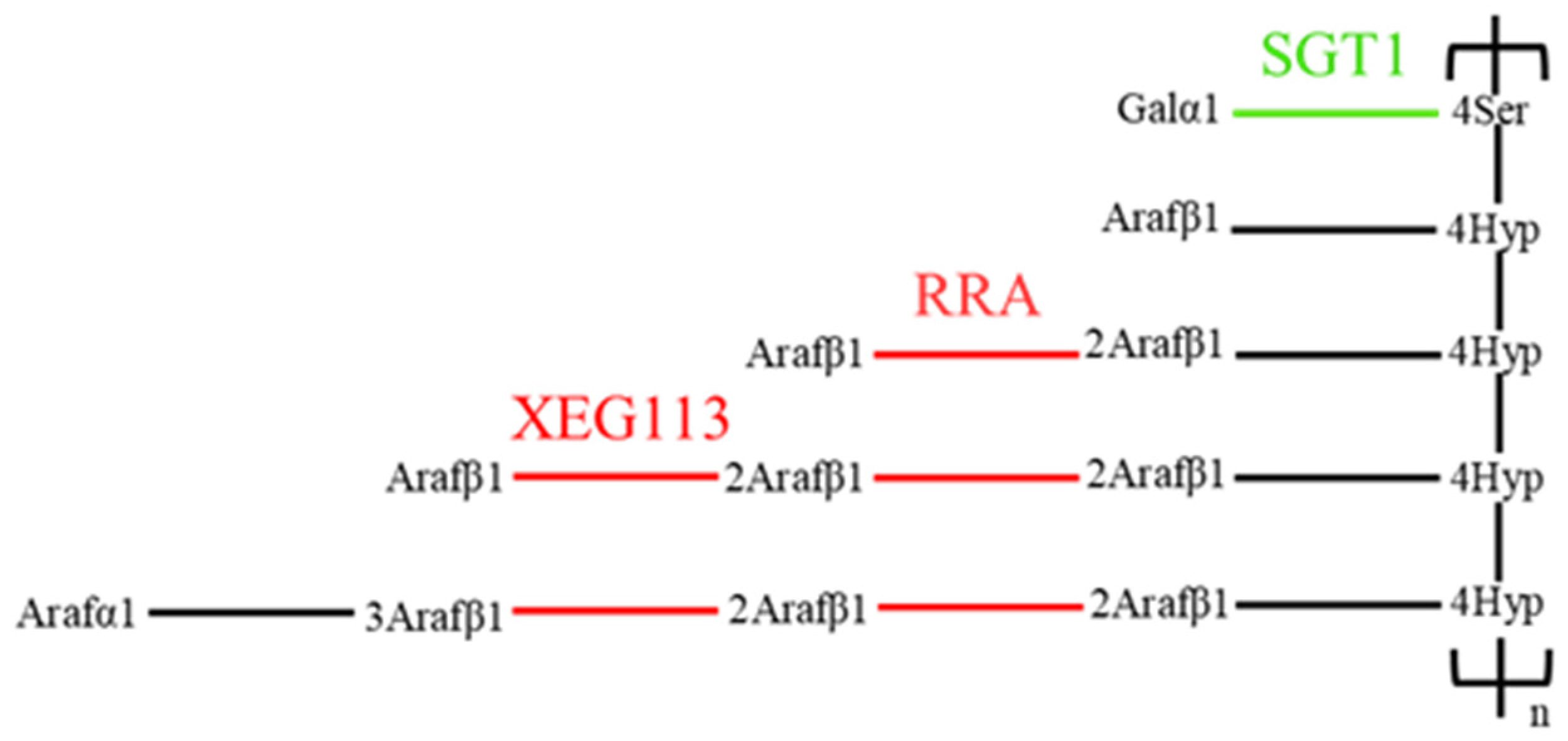 IJMS | Free Full-Text | Based on Transcriptome Sequencing of Cell Wall ...
