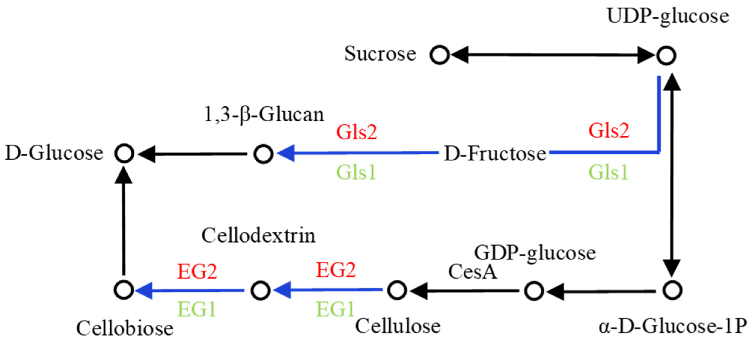 IJMS | Free Full-Text | Based on Transcriptome Sequencing of Cell Wall ...