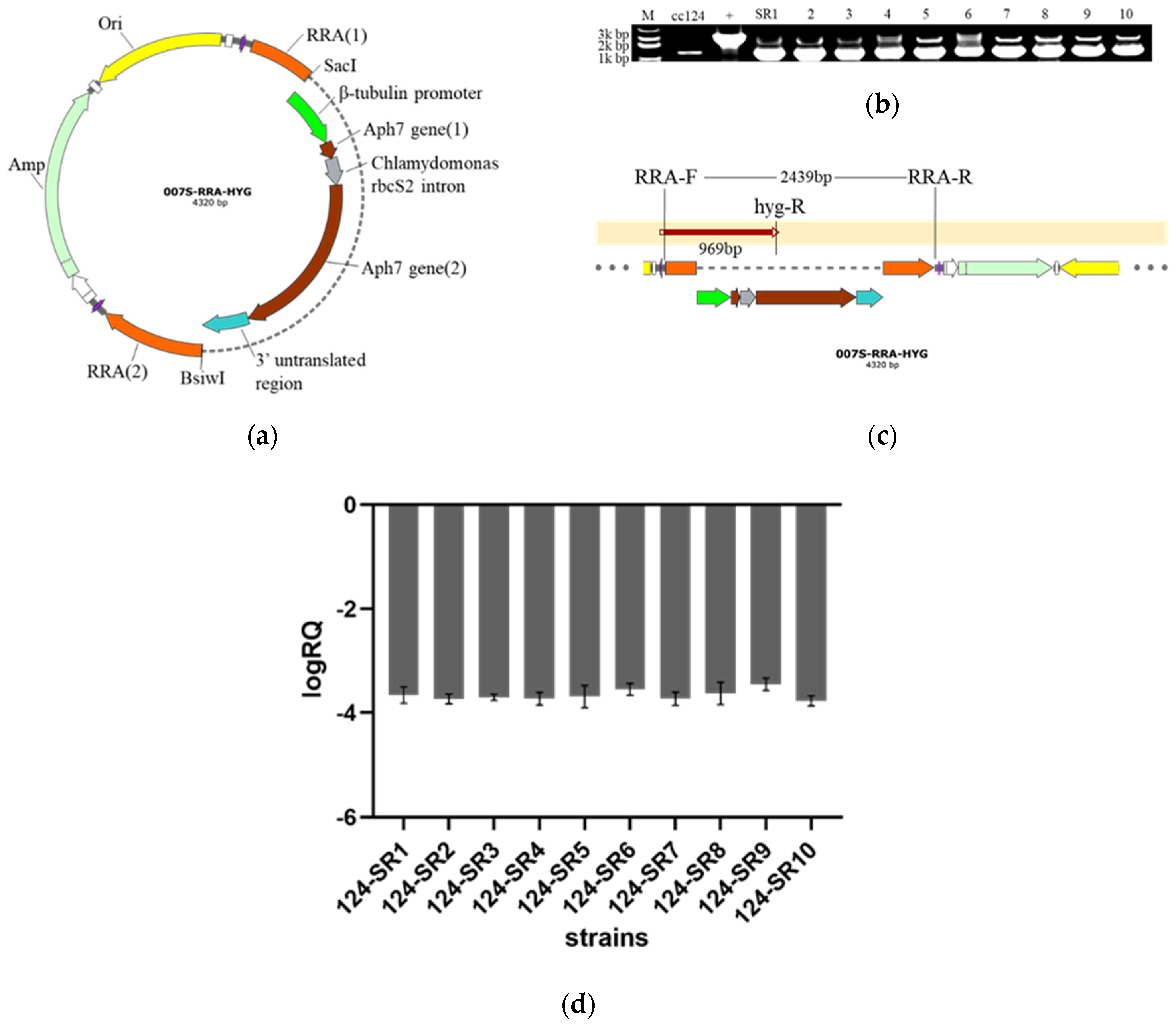 IJMS | Free Full-Text | Based on Transcriptome Sequencing of Cell Wall ...