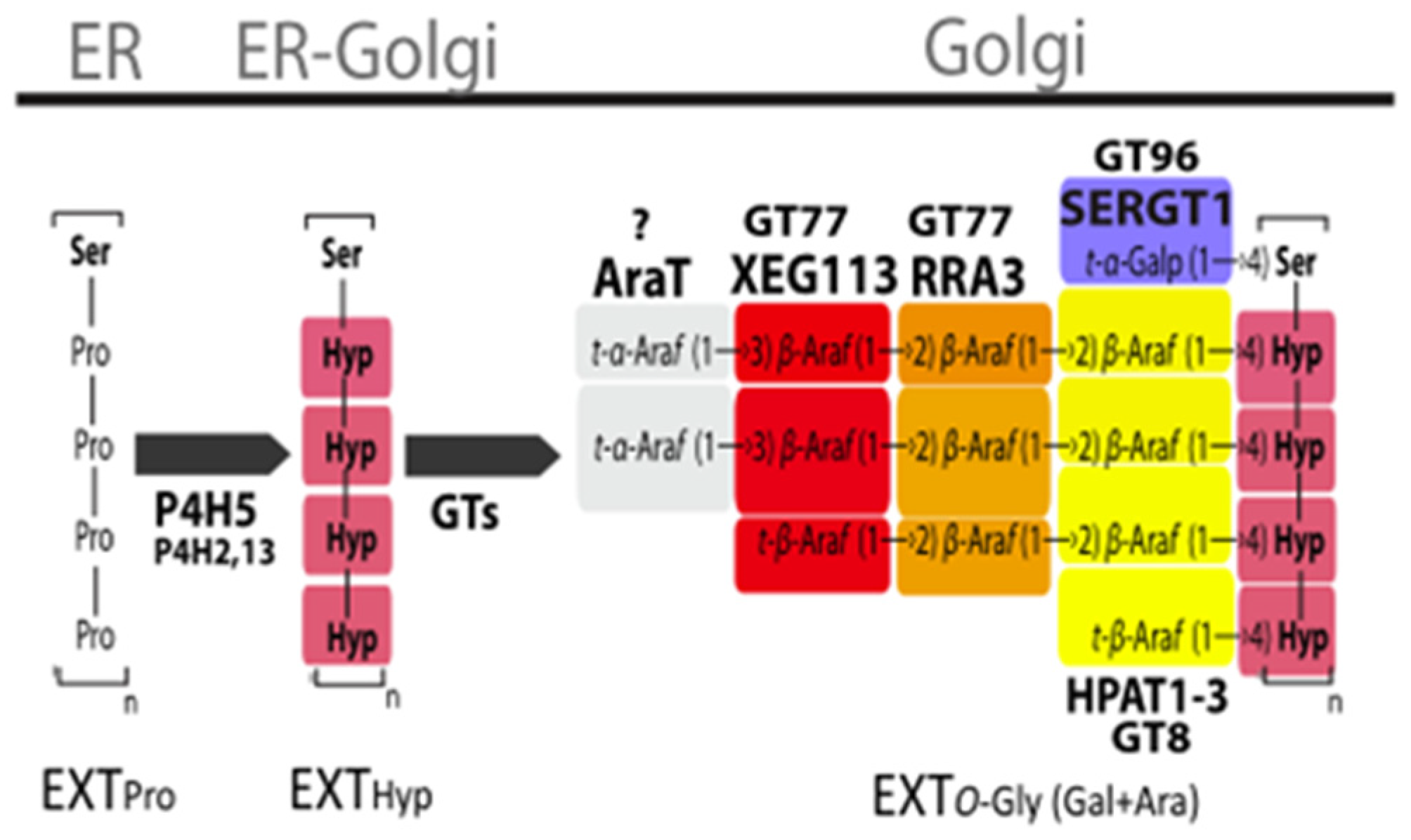IJMS | Free Full-Text | Based on Transcriptome Sequencing of Cell Wall ...
