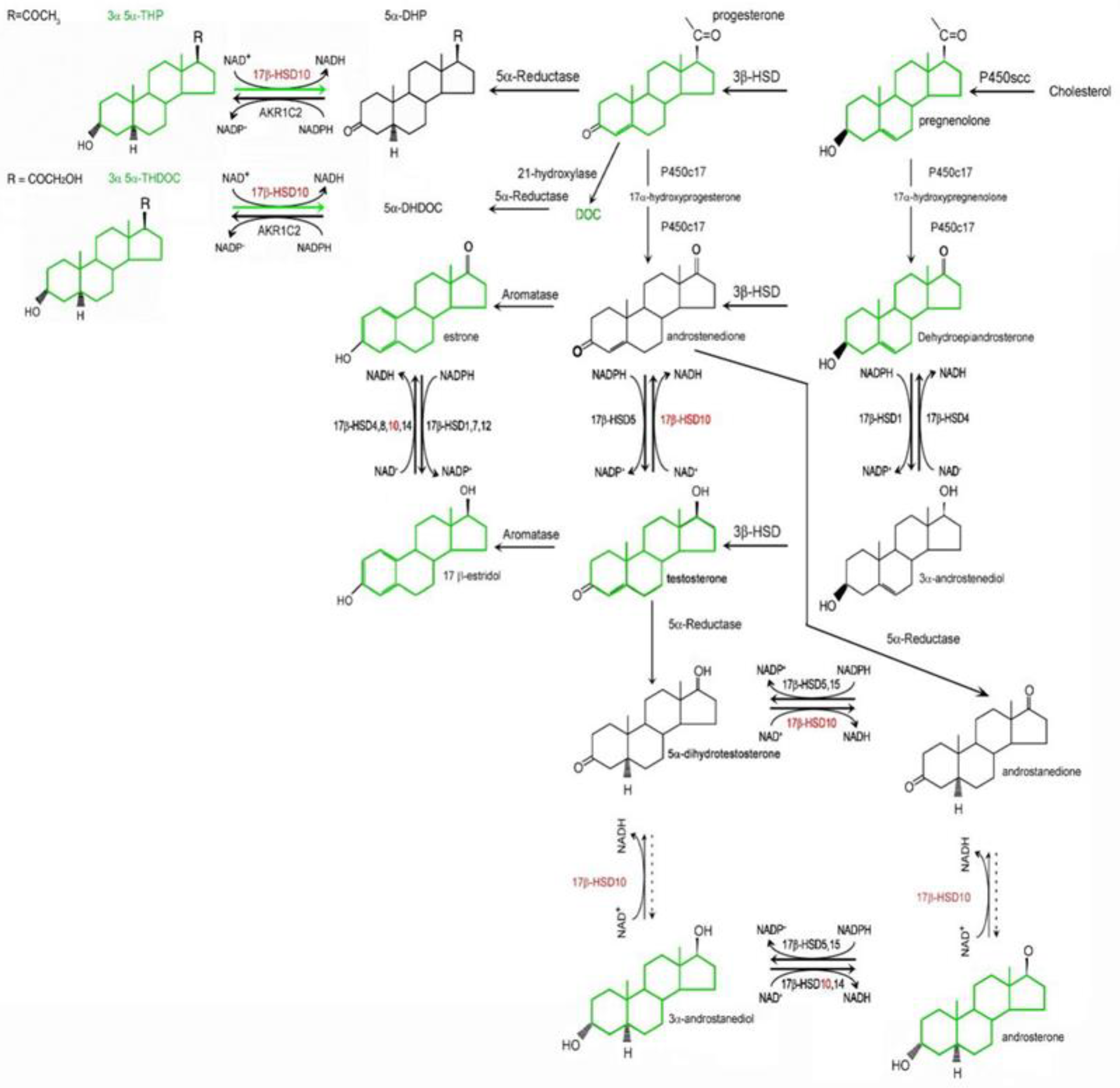Involvement of Type 10 17β-Hydroxysteroid Dehydrogenase in the ...