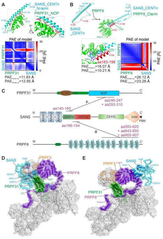 Pathogenic Variants in USH1G/SANS Alter Protein Interaction with Pre ...