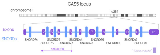 Intron Editing Reveals SNORD-Dependent Maturation of the Small ...