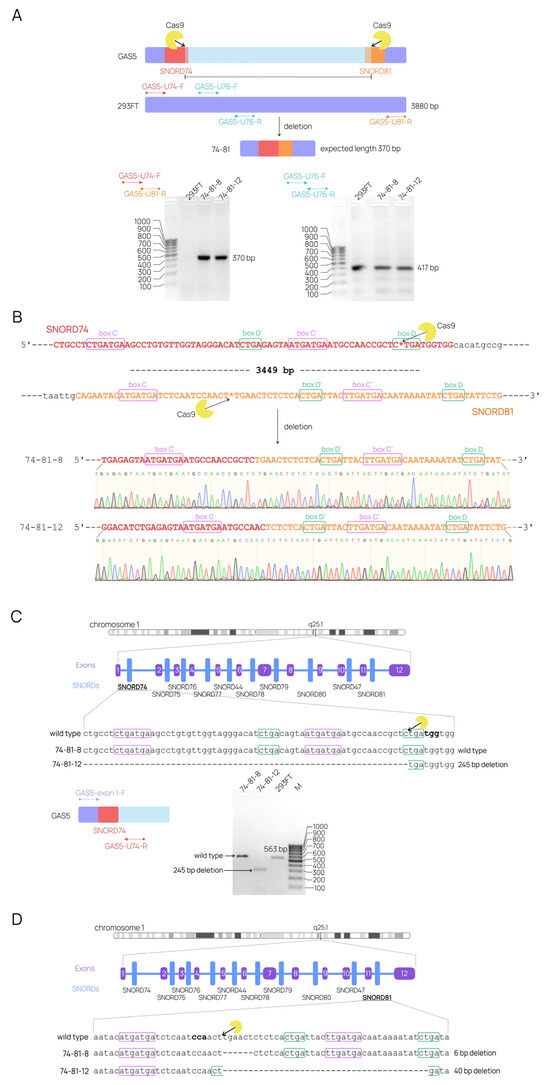 Intron Editing Reveals SNORD-Dependent Maturation of the Small ...