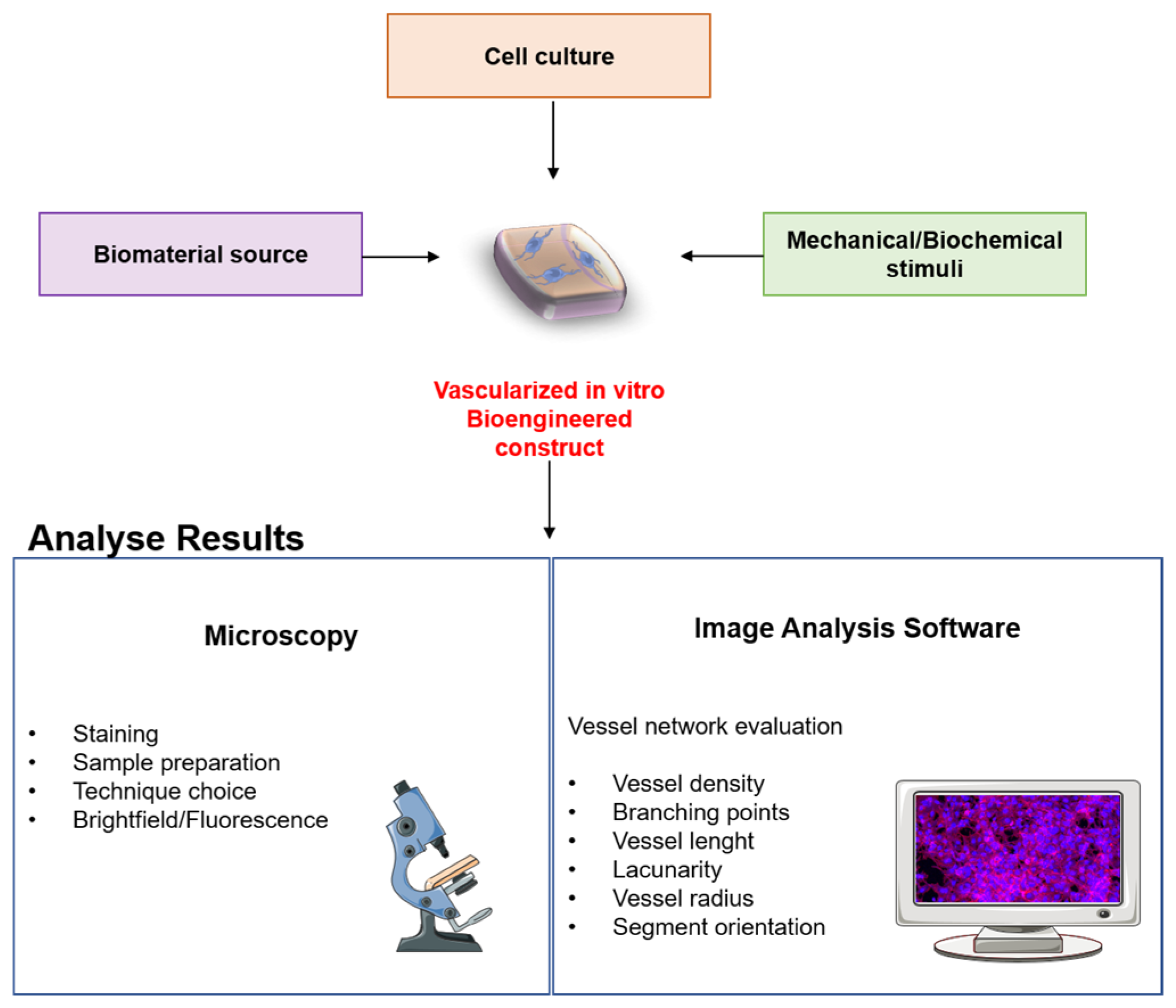 IJMS | Free Full-Text | A Comprehensive Look at In Vitro Angiogenesis ...