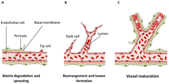 A Comprehensive Look at In Vitro Angiogenesis Image Analysis Software