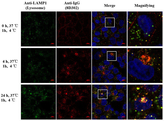 Generation and Characterization of SORT1-Targeted Antibody–Drug ...