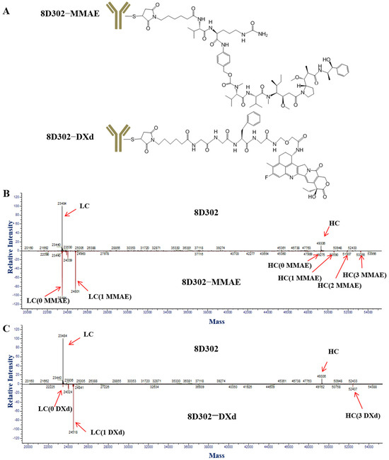 Generation and Characterization of SORT1-Targeted Antibody–Drug ...