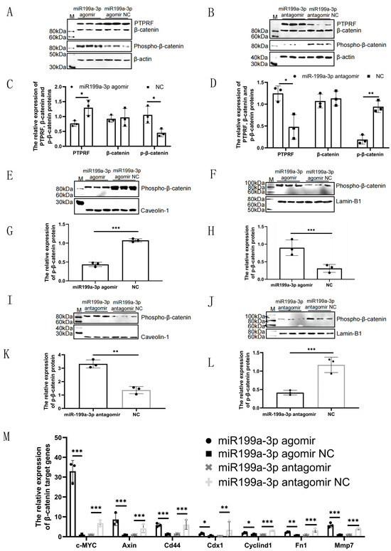 MiR-199a-3p Regulates the PTPRF/β-Catenin Axis in Hair Follicle ...