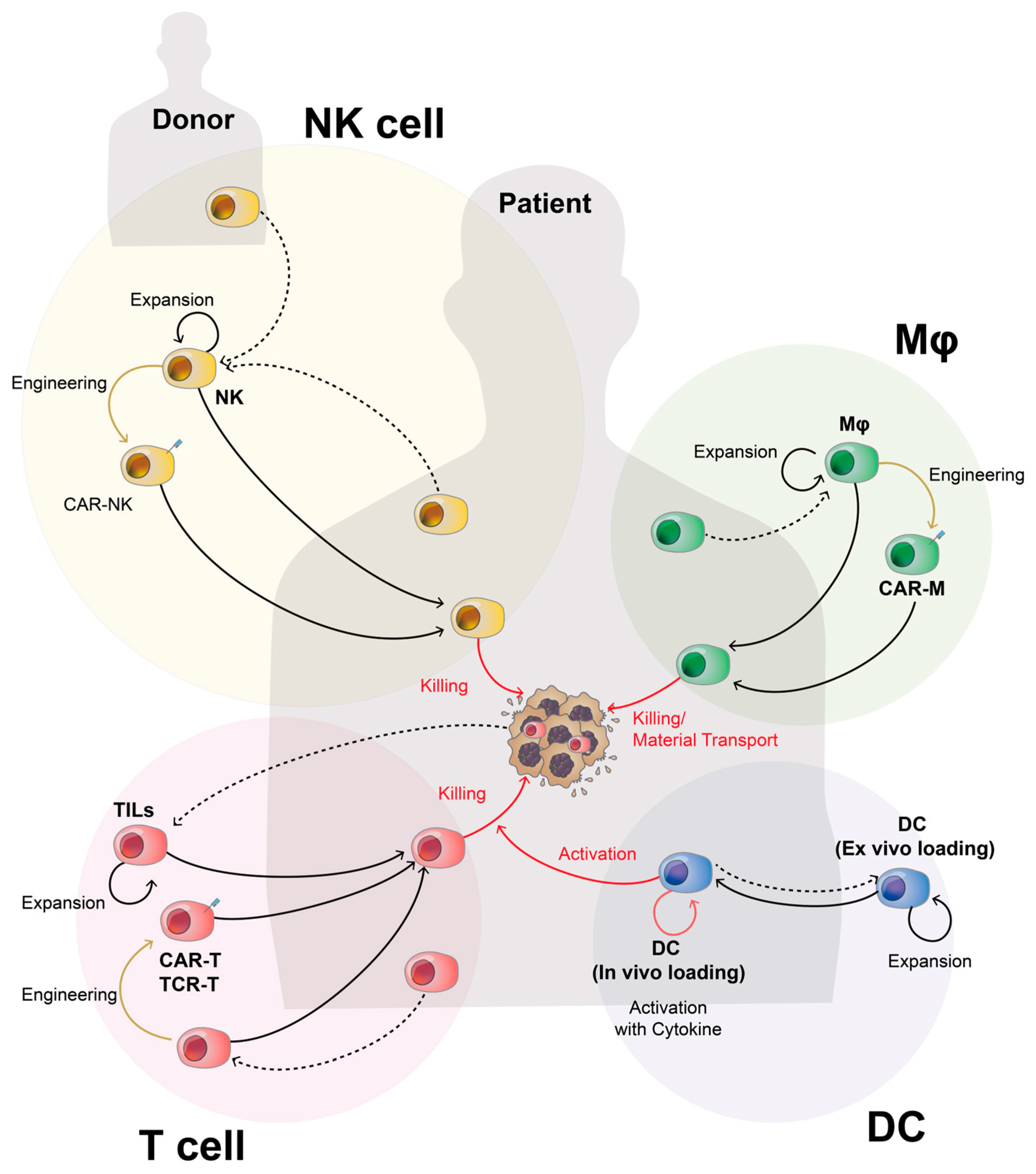 Breakthroughs in Cancer Immunotherapy: An Overview of T Cell, NK Cell ...