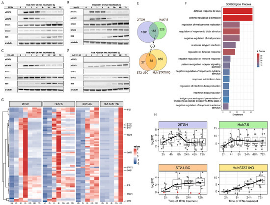 ISGF3 and STAT2/IRF9 Control Basal and IFN-Induced Transcription ...