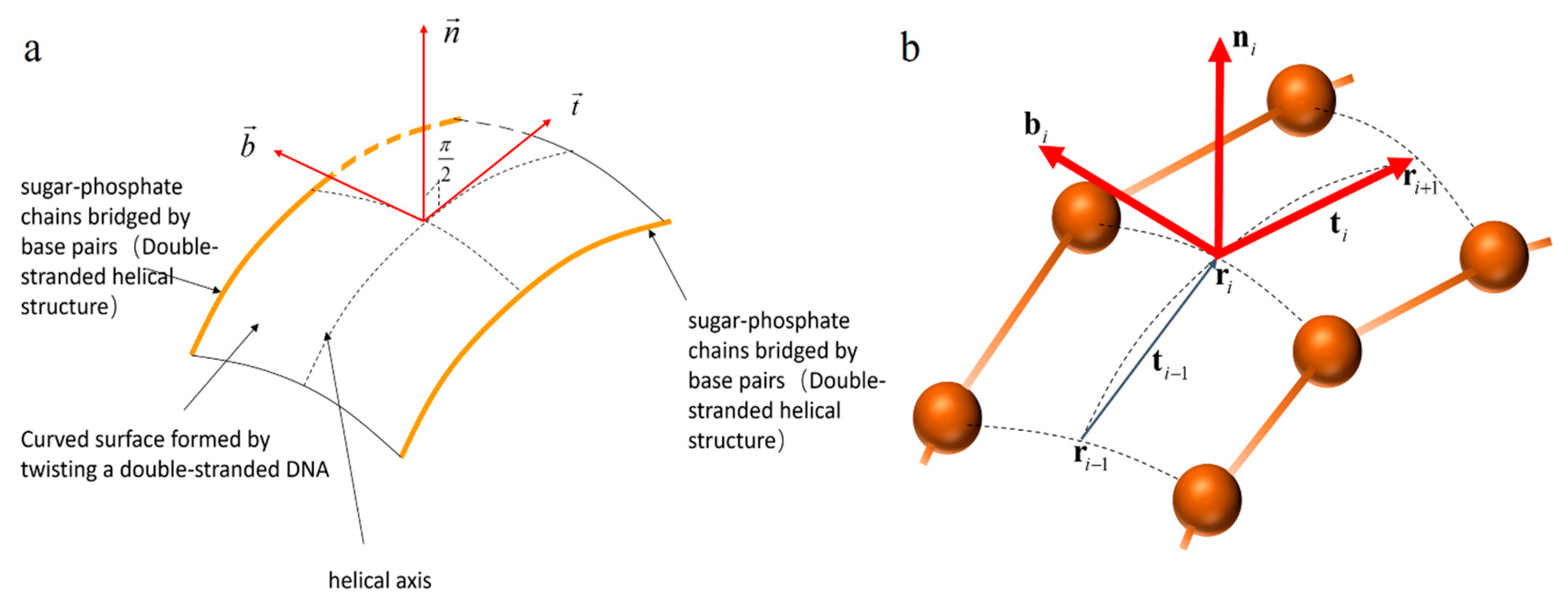 Exploration of the Character Representation of DNA Chiral Conformations ...