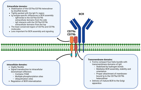 IJMS | Free Full-Text | B-Cell Receptor Signaling and Beyond: The Role ...