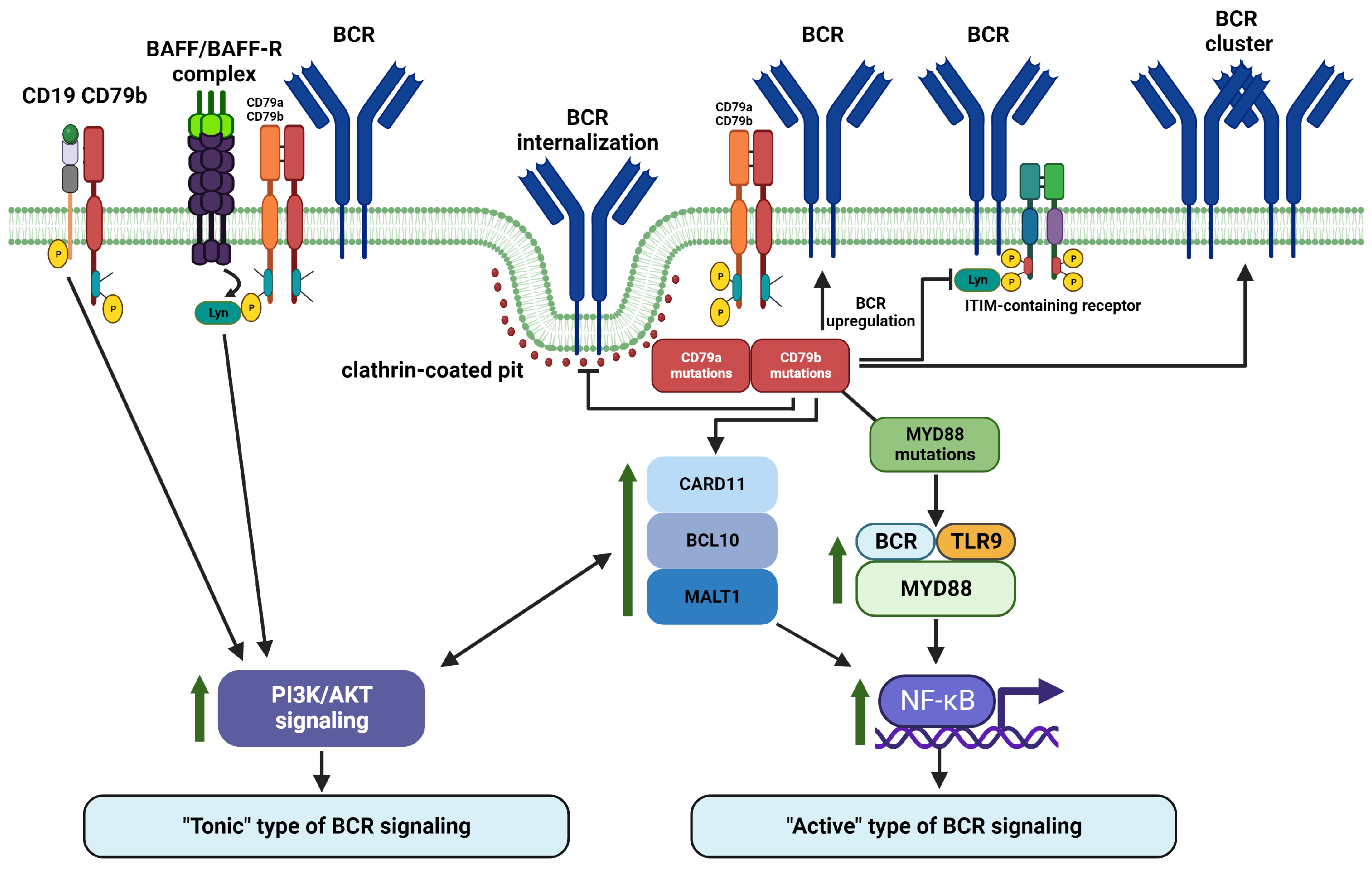 IJMS | Free Full-Text | B-Cell Receptor Signaling and Beyond: The Role ...