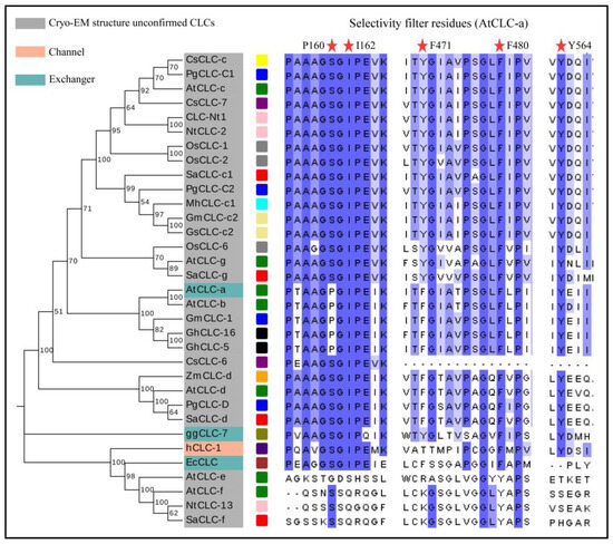 The Role of Chloride Channels in Plant Responses to NaCl