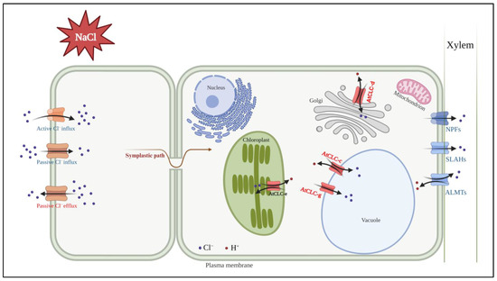 The Role of Chloride Channels in Plant Responses to NaCl