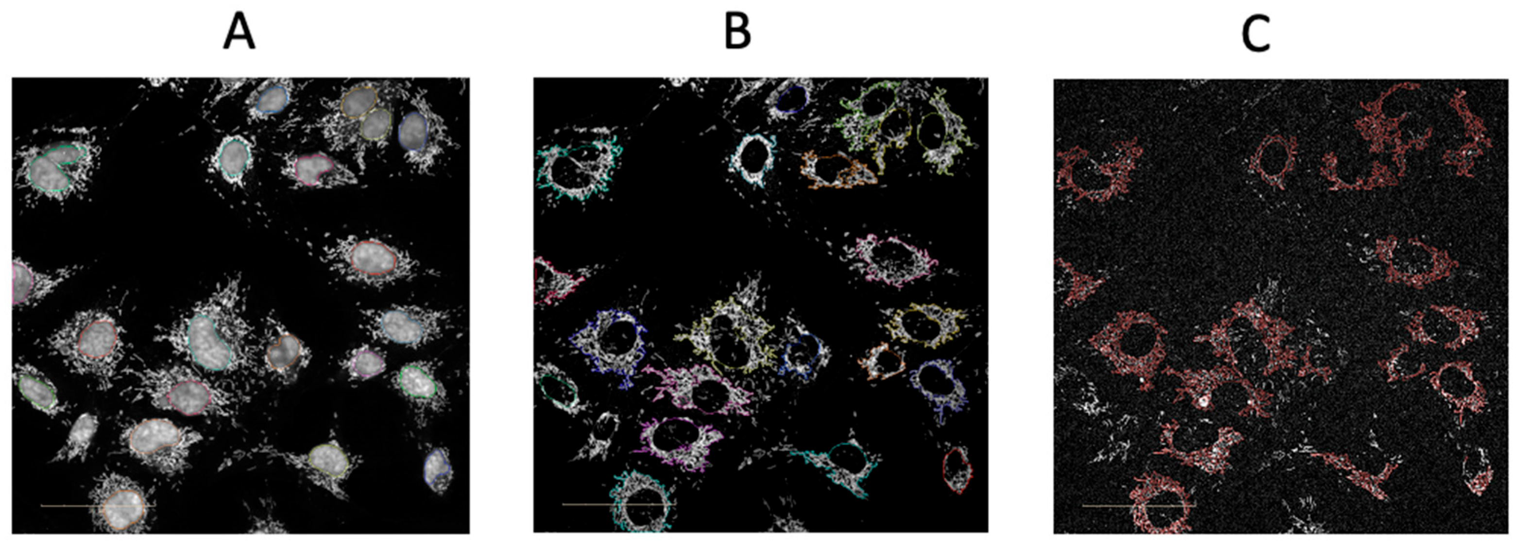 High-Throughput Measure of Mitochondrial Superoxide Levels as a Marker ...