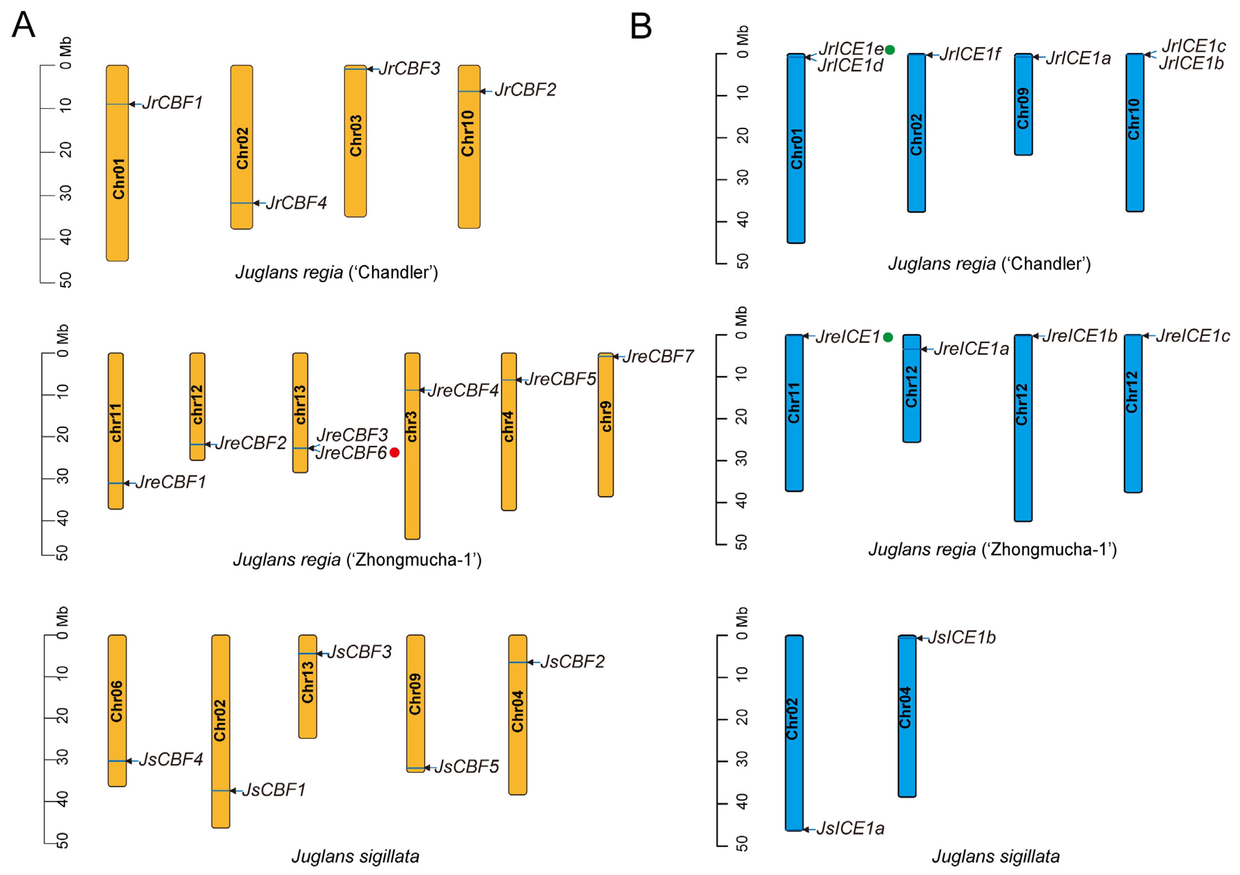 Genome-Wide Identification of the CBF Gene Family and ICE Transcription ...