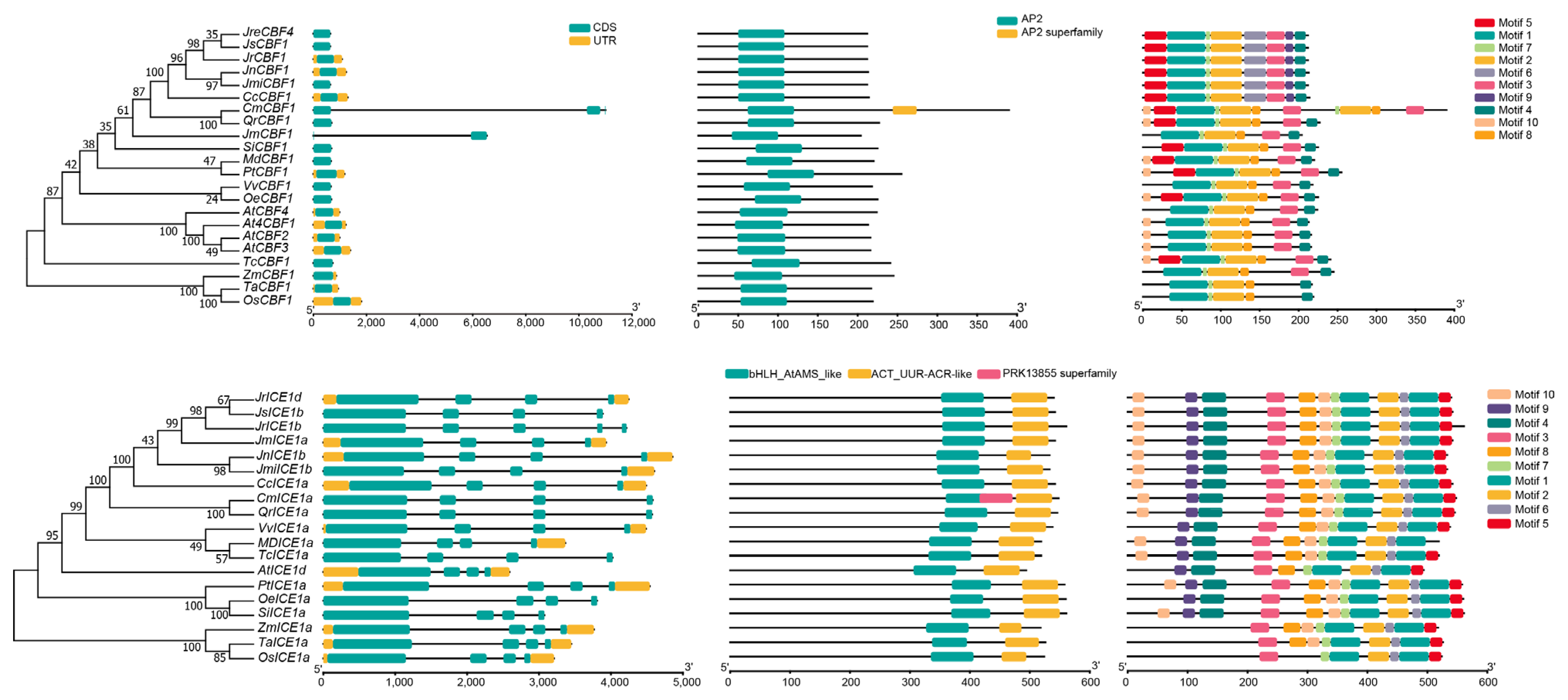 Genome-Wide Identification of the CBF Gene Family and ICE Transcription ...