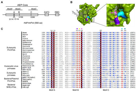 IJMS | Free Full-Text | 3′dNTP Binding Is Modulated during Primer ...