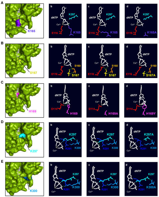 IJMS | Free Full-Text | 3′dNTP Binding Is Modulated during Primer ...