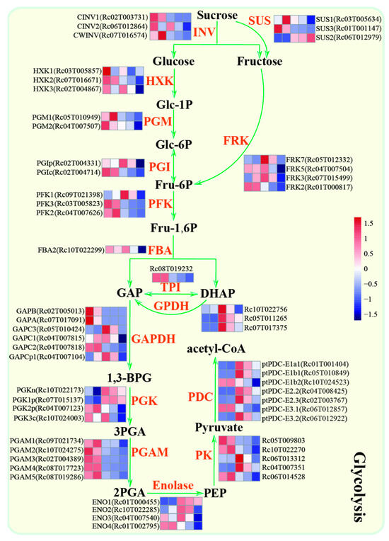 Functional Genome Analyses Reveal the Molecular Basis of Oil ...