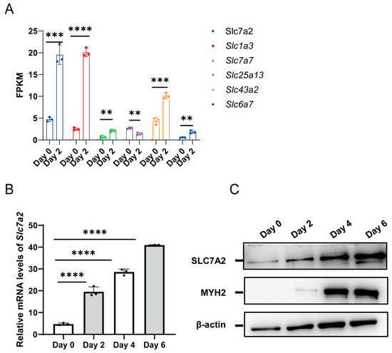 Integrated Amino Acids and Transcriptome Analysis Reveals Arginine ...