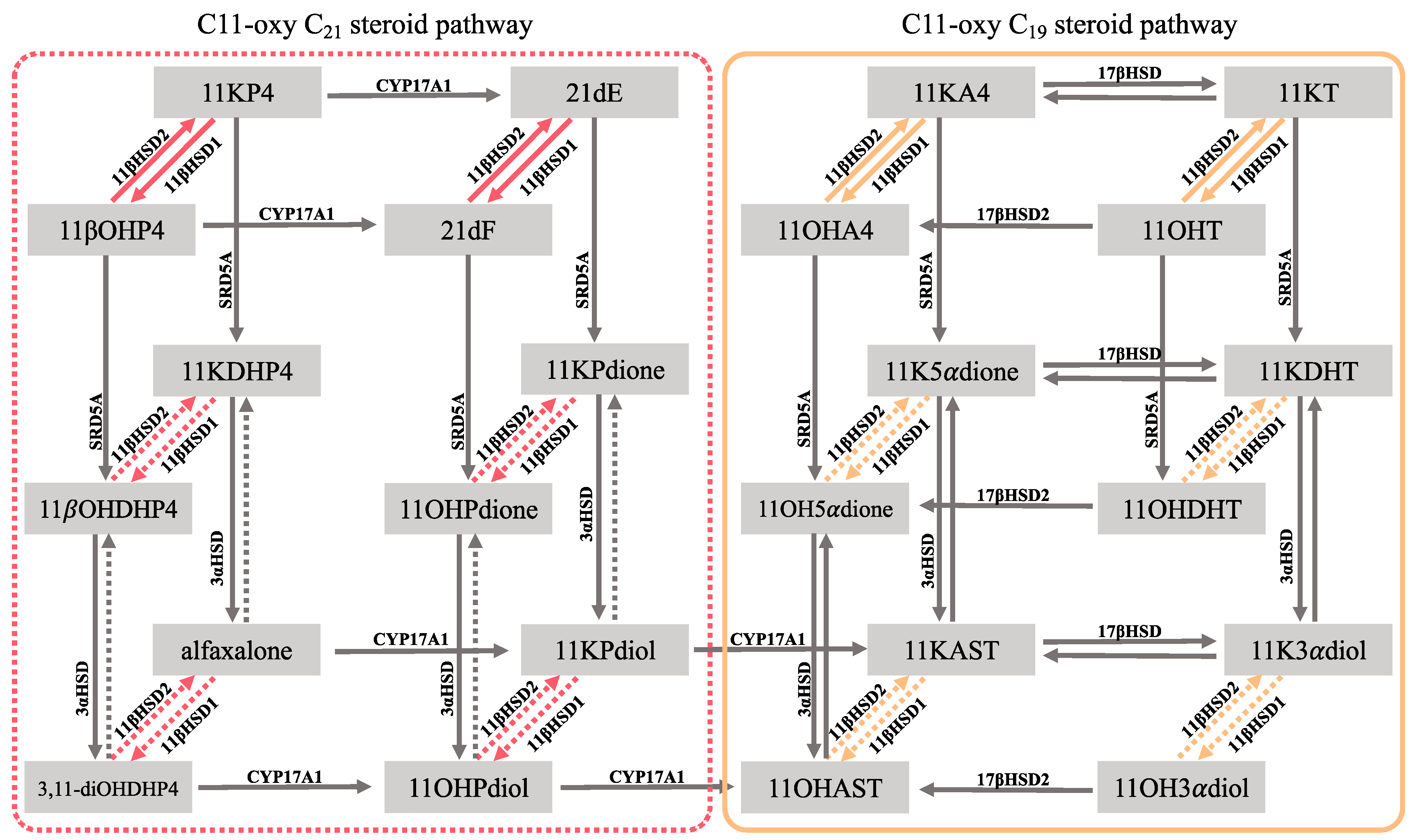 IJMS | Free Full-Text | C11-hydroxy and C11-oxo C19 and C21 Steroids: Pre-Receptor Regulation ...