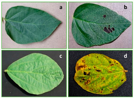 Deep Learning Model for Classifying and Evaluating Soybean Leaf Disease ...