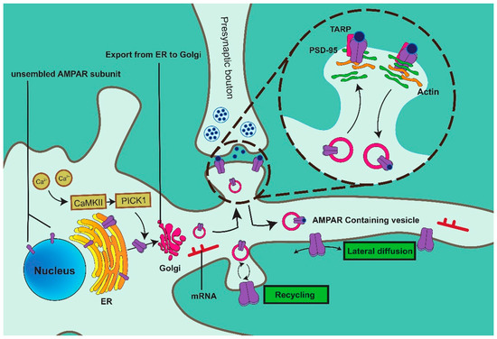 Molecular Mechanisms of AMPA Receptor Trafficking in the Nervous System