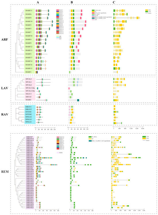 Genome-Wide Identification and Expression Analysis Reveals the B3 ...
