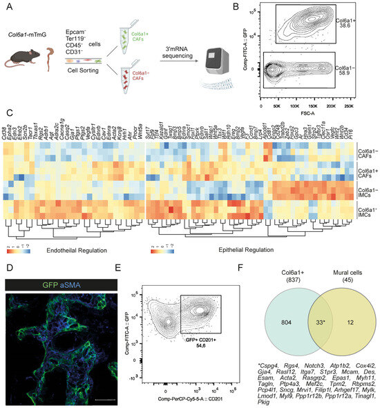 Activation and Functions of Col6a1+ Fibroblasts in Colitis-Associated ...