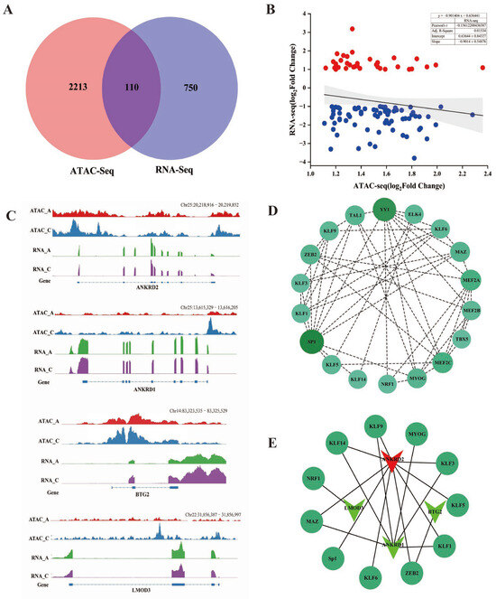 Integration of ATAC-Seq and RNA-Seq Analysis to Identify Key Genes in the Longissimus Dorsi ...