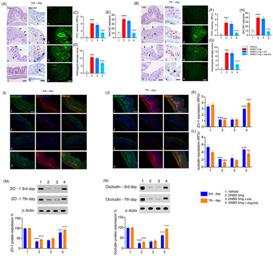 Intrarectal Administration of Adelmidrol plus Hyaluronic Acid Gel ...