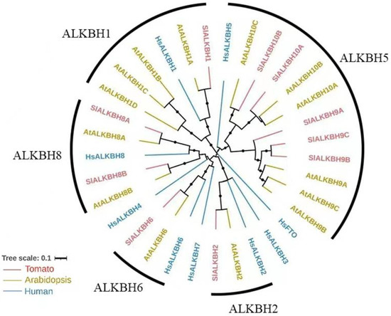 The AlkB Homolog SlALKBH10B Negatively Affects Drought and Salt ...