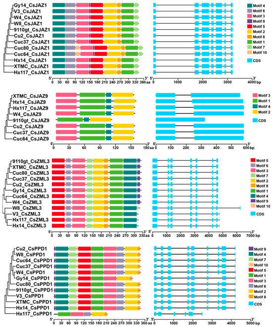 Pan-Genome Analysis of TIFY Gene Family and Functional Analysis of ...