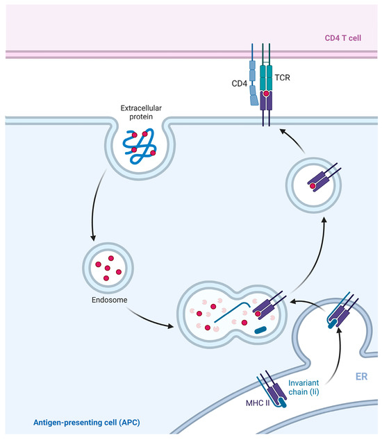 Molecular Characteristics, Functional Definitions, and Regulatory ...