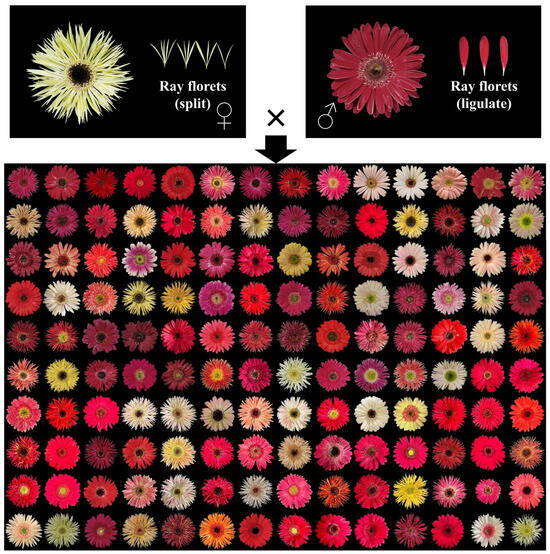 Phenotypic Variation in Flower Color and Morphology in the Gerbera ...