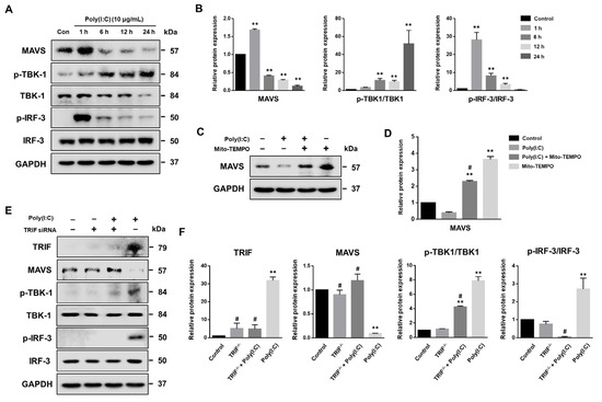 Mitochondrial Reactive Oxygen Species in TRIF-Dependent Toll-like ...