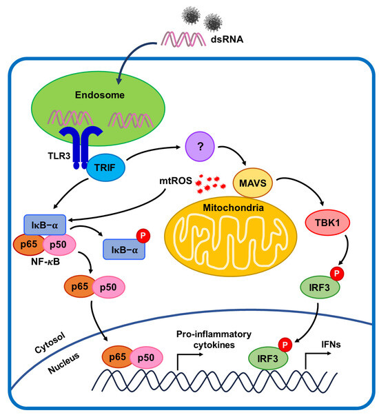 Mitochondrial Reactive Oxygen Species in TRIF-Dependent Toll-like ...