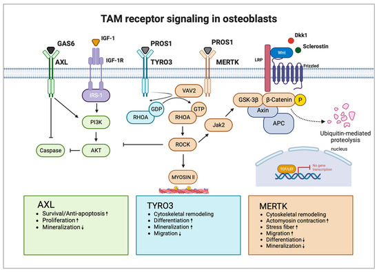 The Role of TAM Receptors in Bone