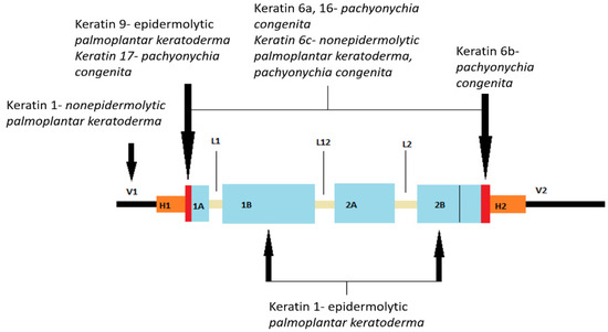 Key Factors in the Complex and Coordinated Network of Skin ...