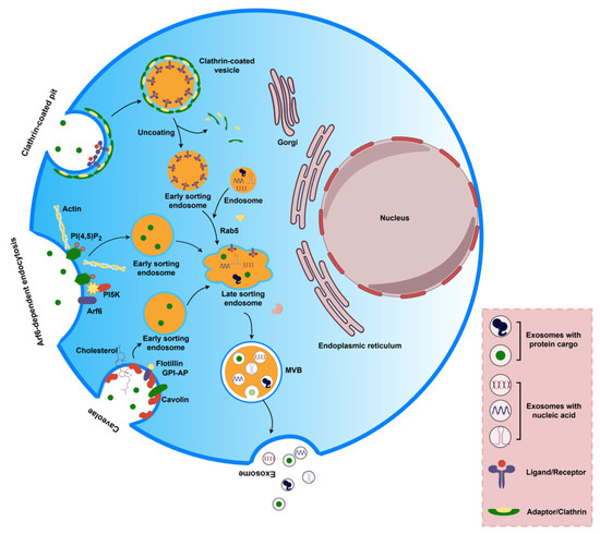 The Regulation of Exosome Generation and Function in Physiological and ...