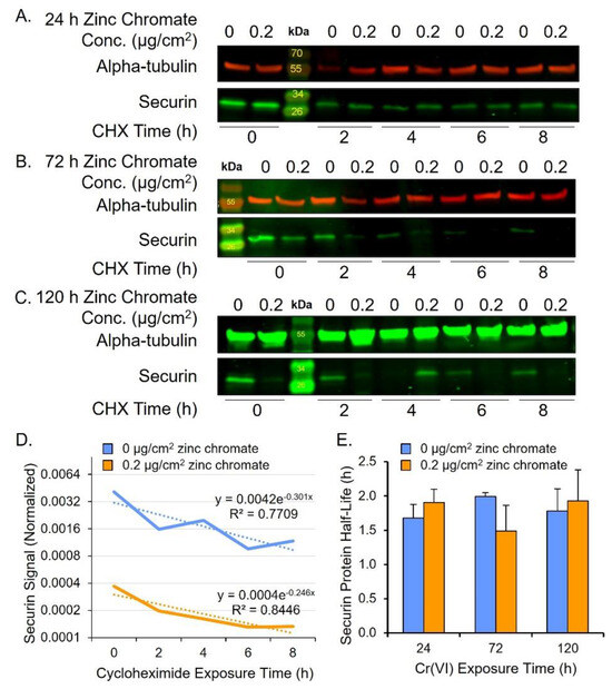 Hexavalent Chromium Targets Securin to Drive Numerical Chromosome ...