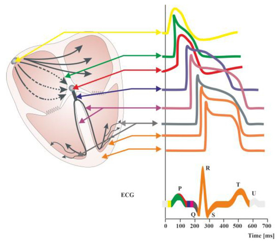 Unveiling the Multifaceted Problems Associated with Dysrhythmia