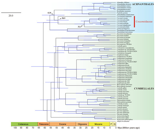 Phylogeny and Evolution of Cocconeiopsis (Cocconeidaceae) as Revealed ...
